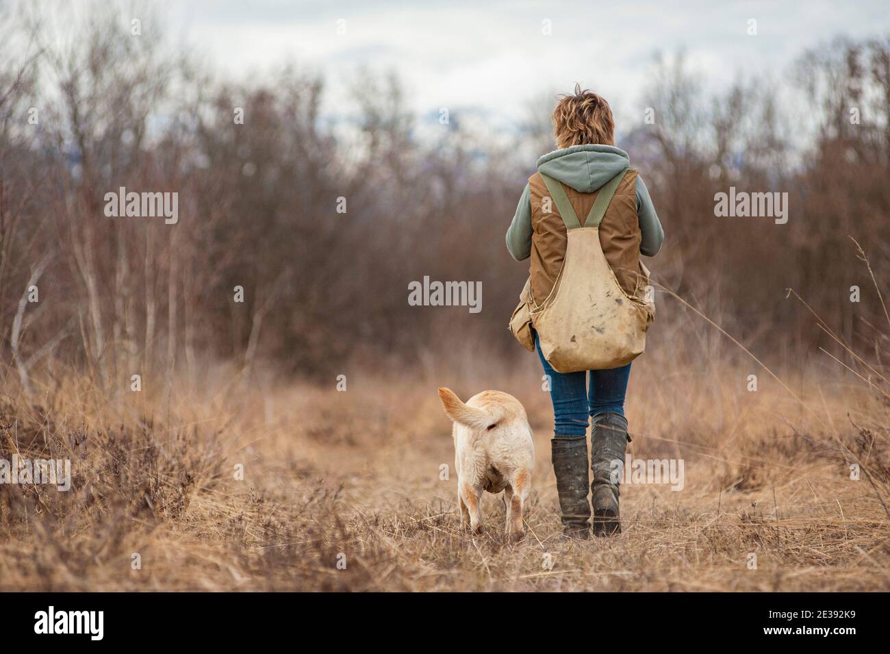 Working labrador hi-res stock photography and images - Alamy