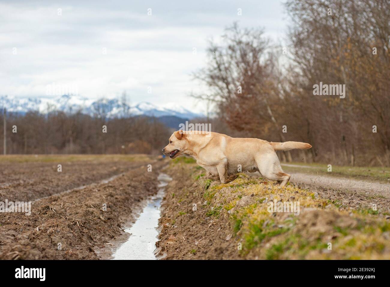 Adult male labrador hi-res stock photography and images - Alamy