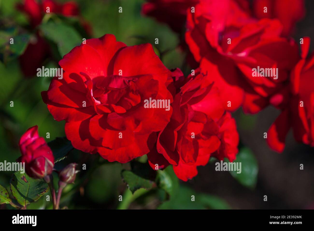 Red roses in the garden Stock Photo - Alamy