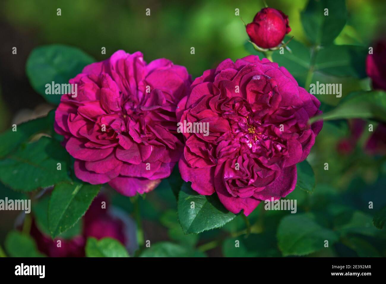 Mauve pink Darcey Bussel roses in rose garden Stock Photo - Alamy