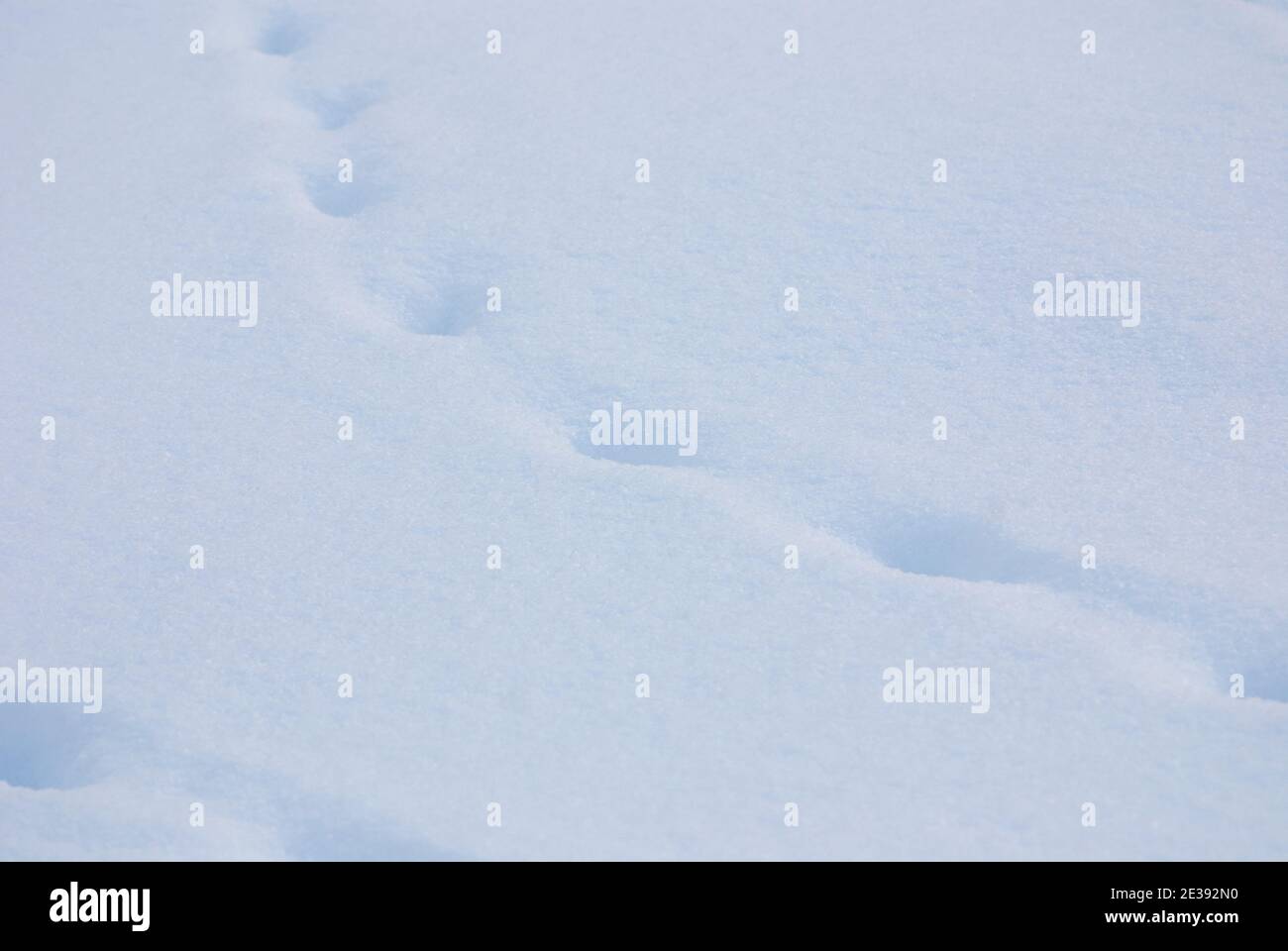 Snow texture with animal tracks Stock Photo - Alamy