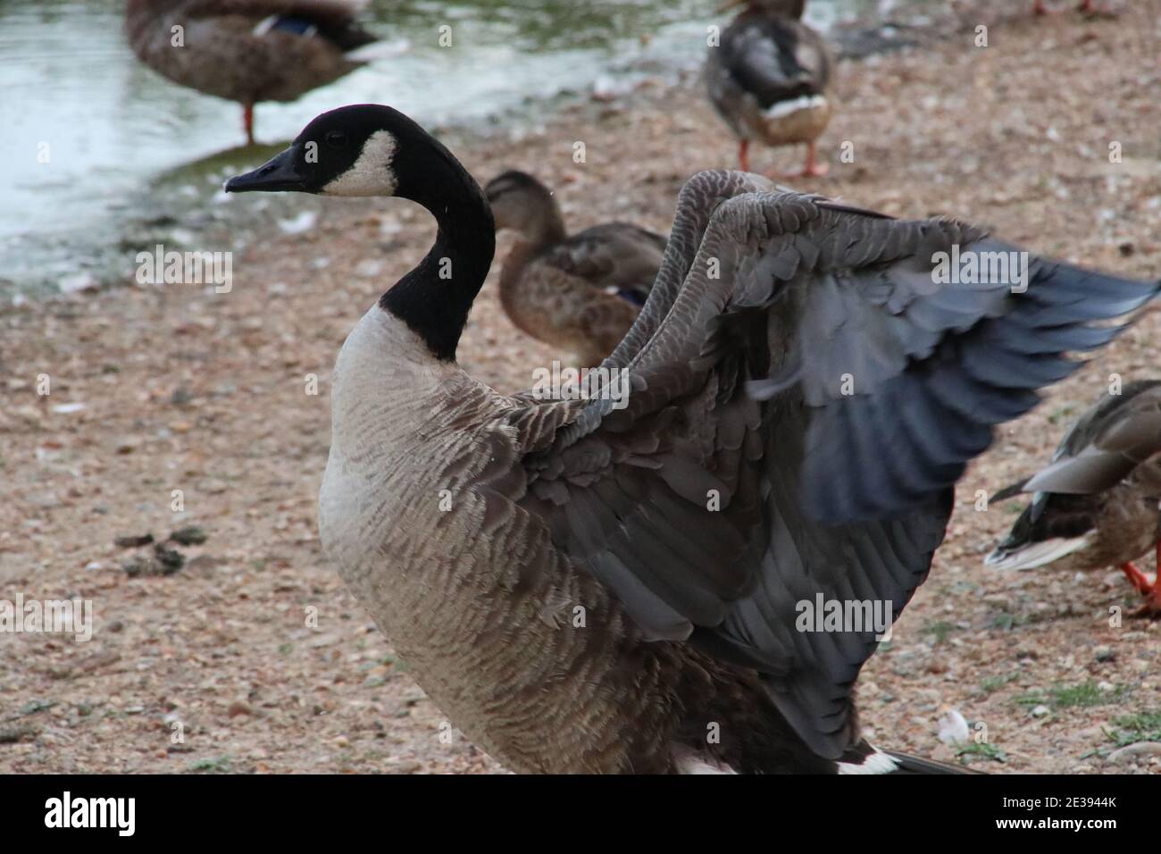 Canada goose at wanstead flats hi-res stock photography and images - Alamy