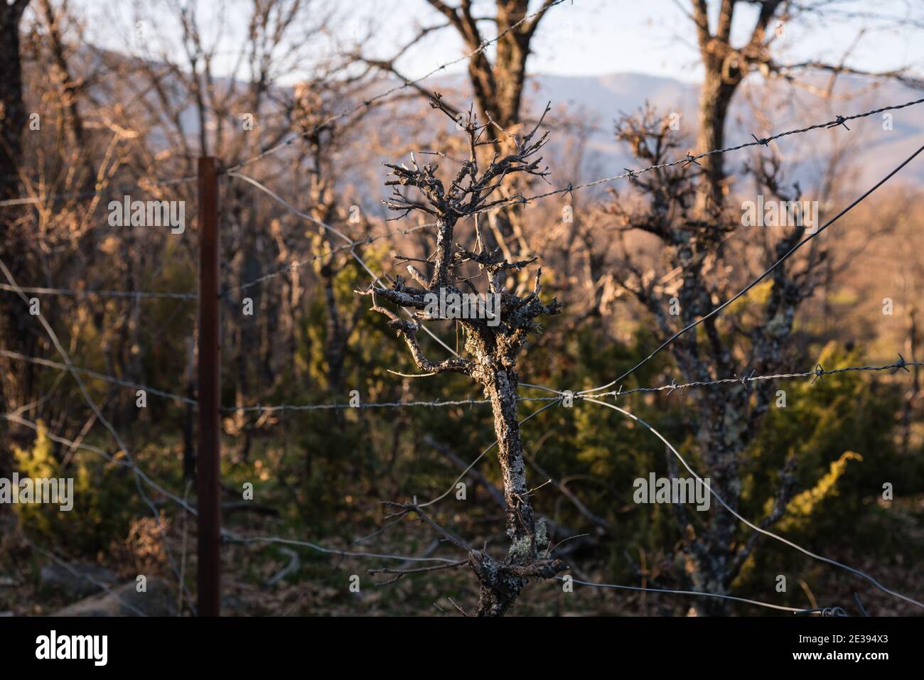 Barbed wire on a country road Stock Photo - Alamy