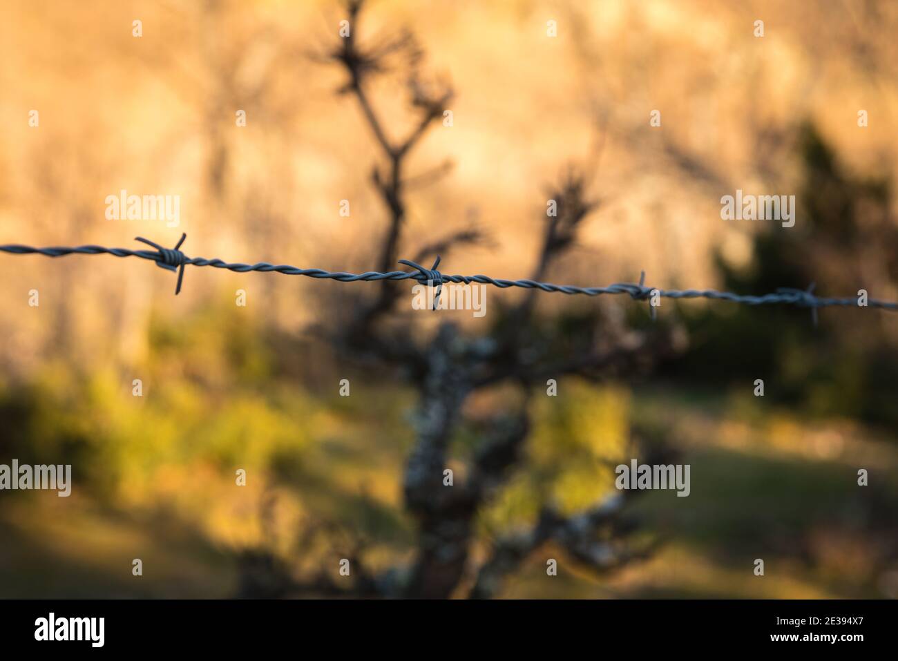 Barbed wire on a country road Stock Photo - Alamy