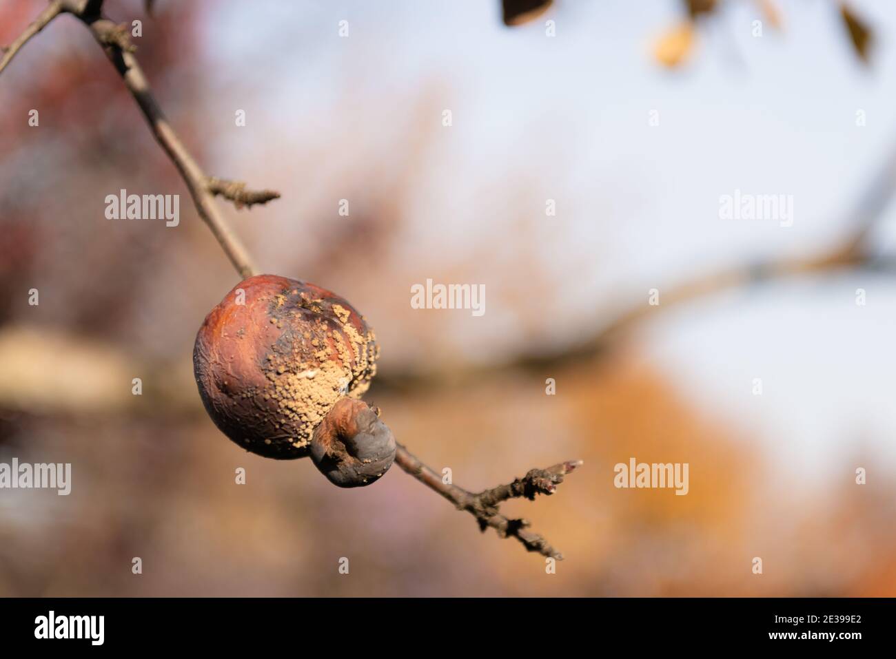Empty apple tree hi-res stock photography and images - Alamy