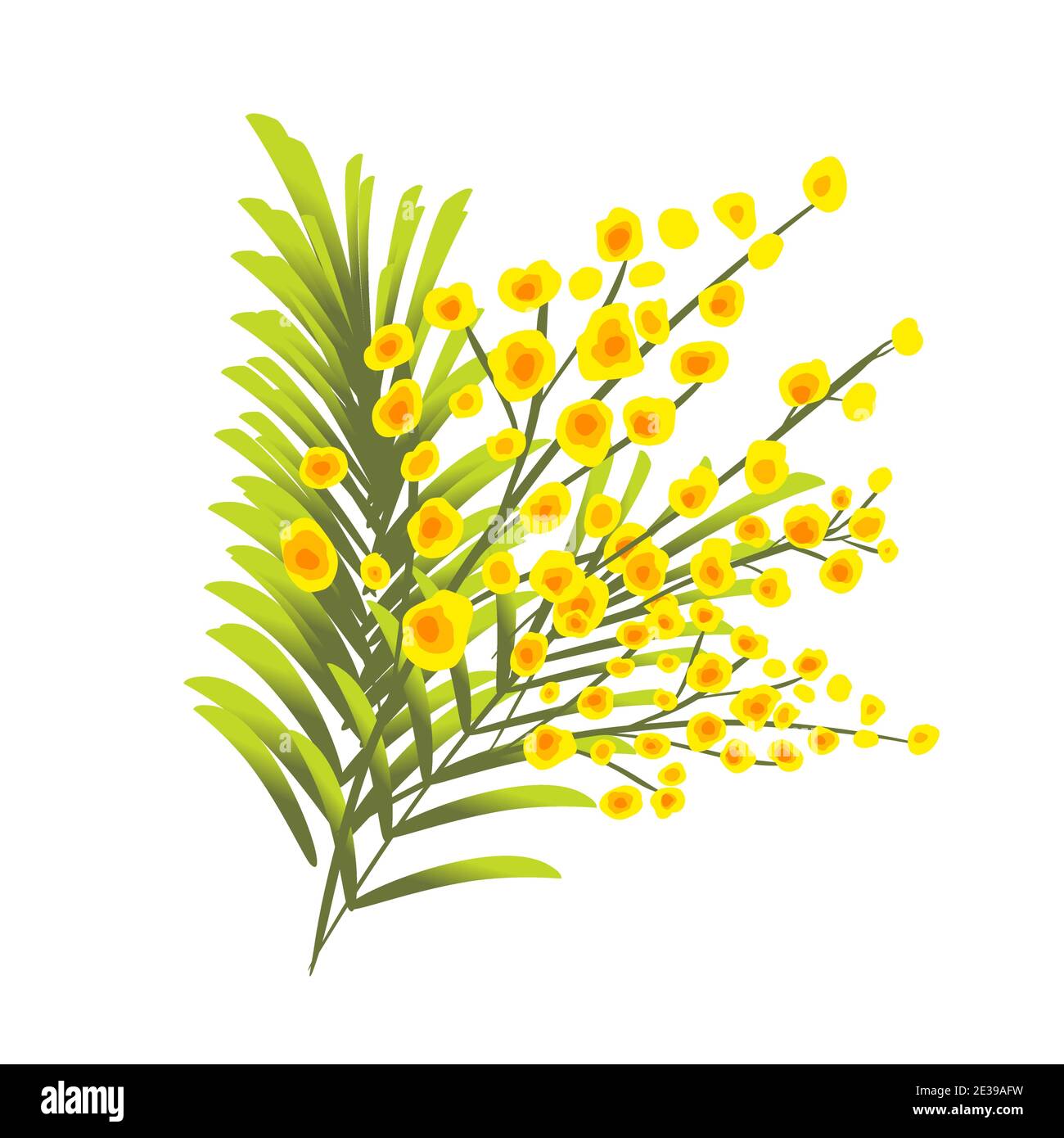 Acacia white flowers Stock Vector Images - Alamy