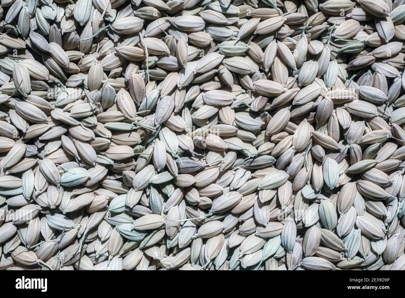 un-hulled rice, rough rice, unhulled rice Stock Photo - Alamy