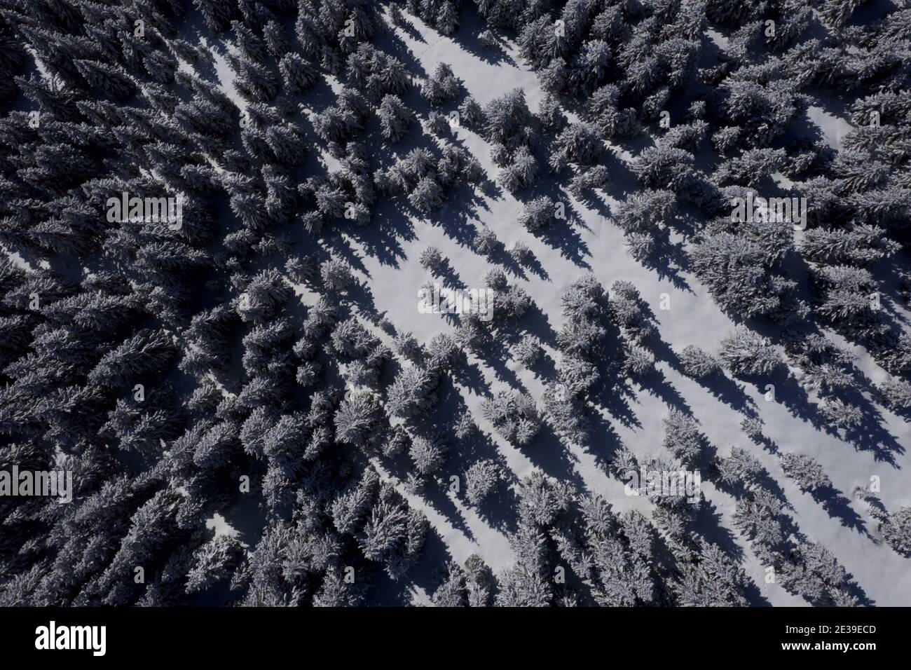 Ariel view looking down on a snow covered pine forest in the French ...