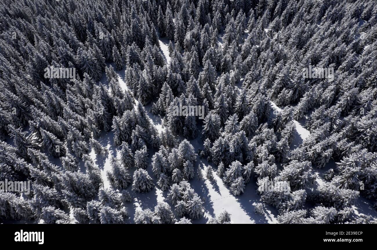 Forest ariel hi-res stock photography and images - Alamy