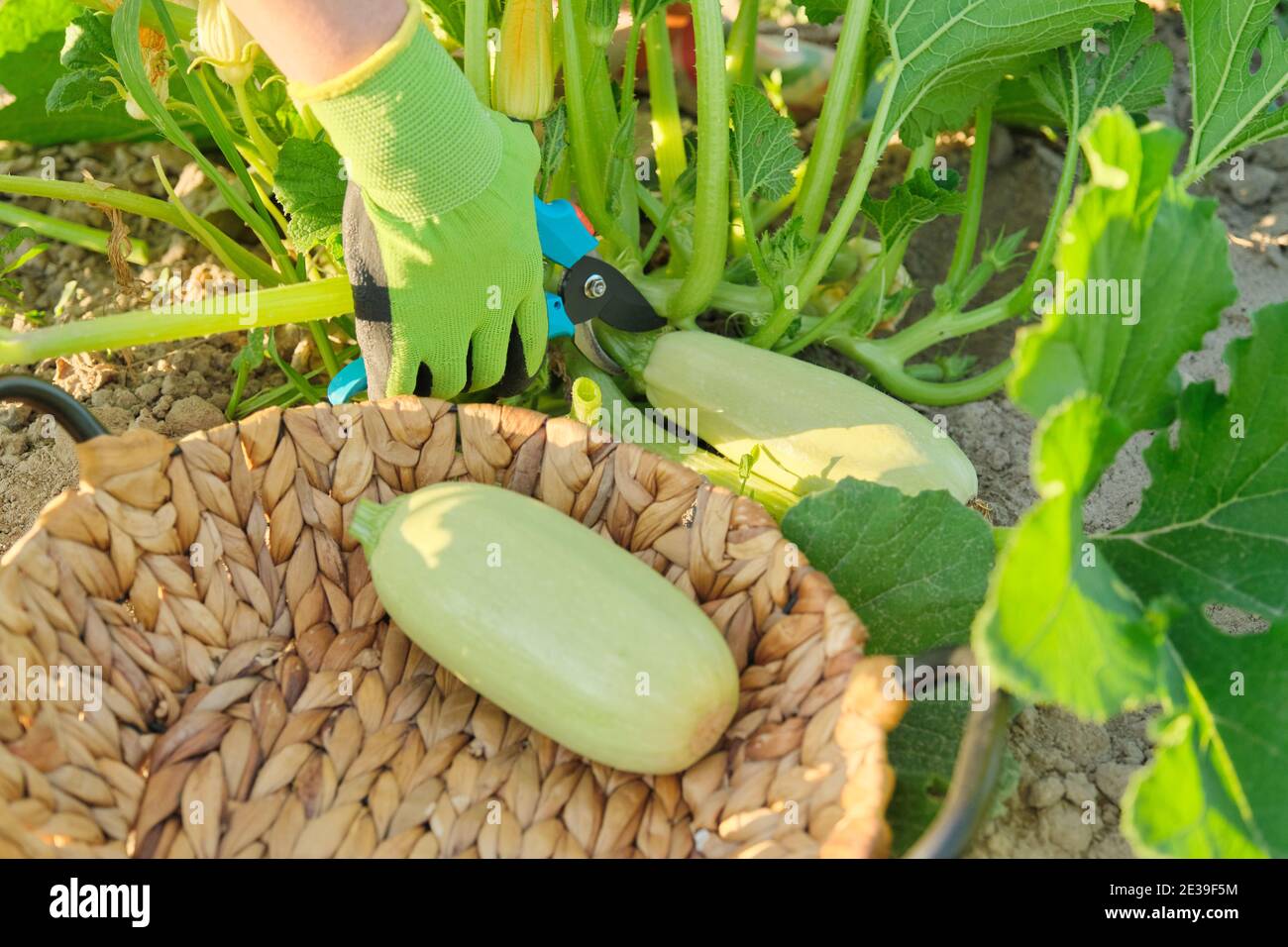 Zucchini harvest in field, farmer's hands with pruner Stock Photo - Alamy