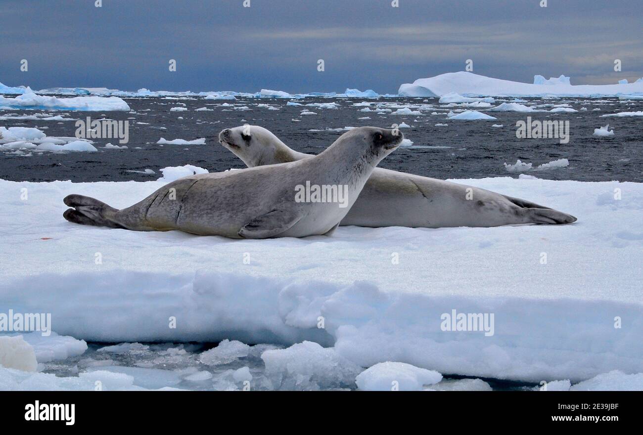 Antarctic seals hi-res stock photography and images - Alamy