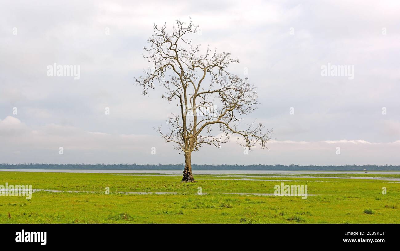 Lone Tree on a Wetland Marsh in Kaziranga National Park in India Stock ...