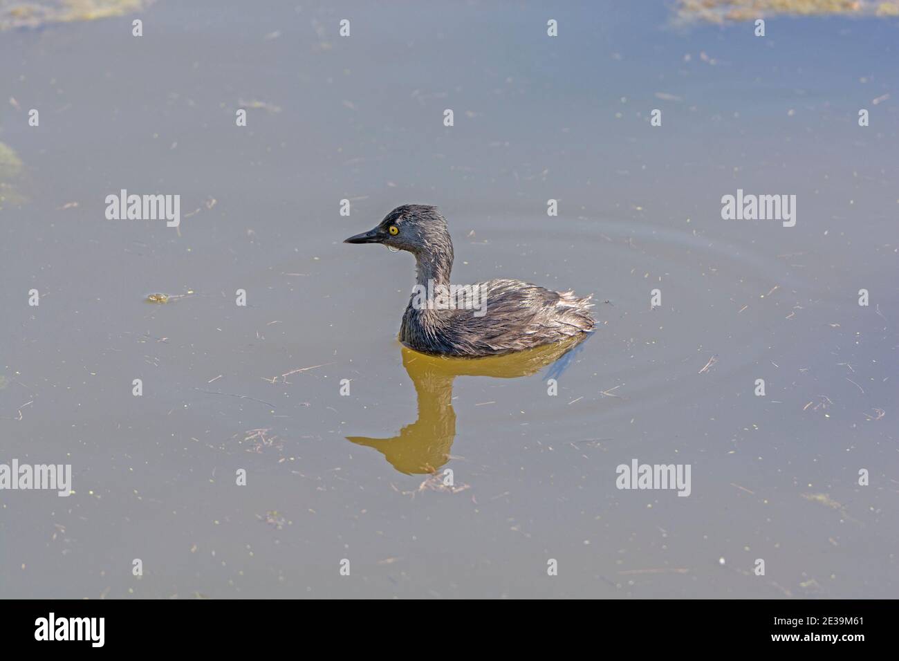 Least Grebe in a Wetland Pond in Laguna Atascosa Wildlife Refuge in ...