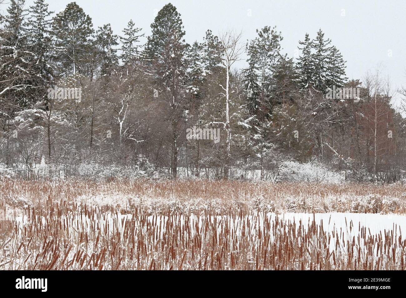 Tall grasses clean background hi-res stock photography and images - Alamy