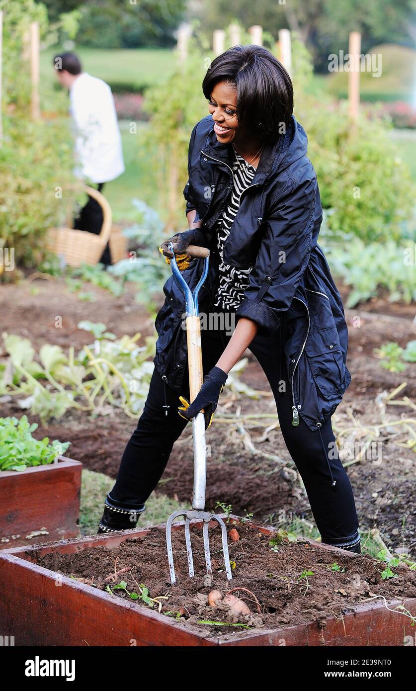 First Lady Michelle Obama digs for sweet potatoes in the White House ...