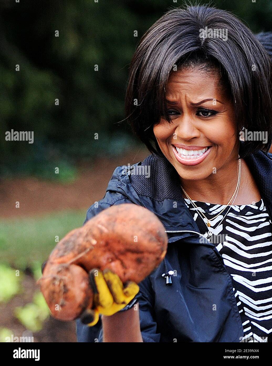 First Lady Michelle Obama digs for sweet potatoes in the White House ...
