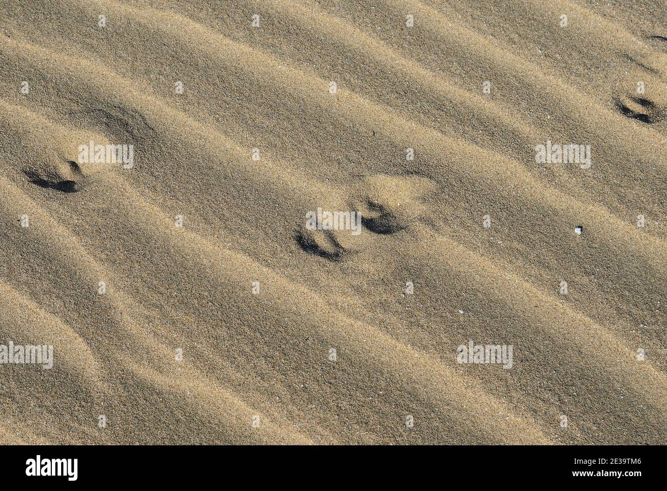 The texture of a sandy surface with natural waves formed by the winds ...