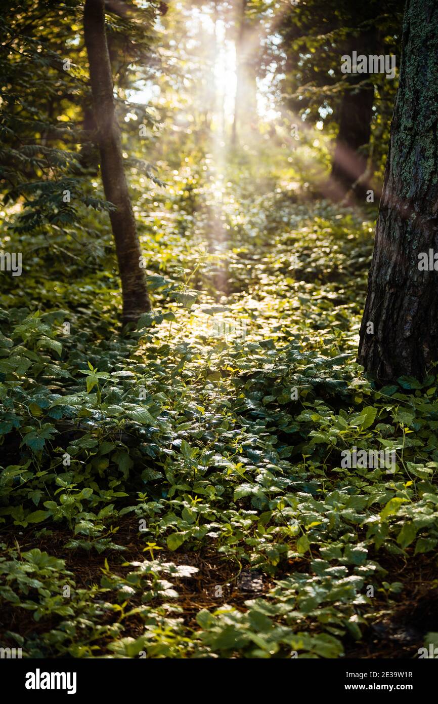 Eastern europe forest hi-res stock photography and images - Alamy