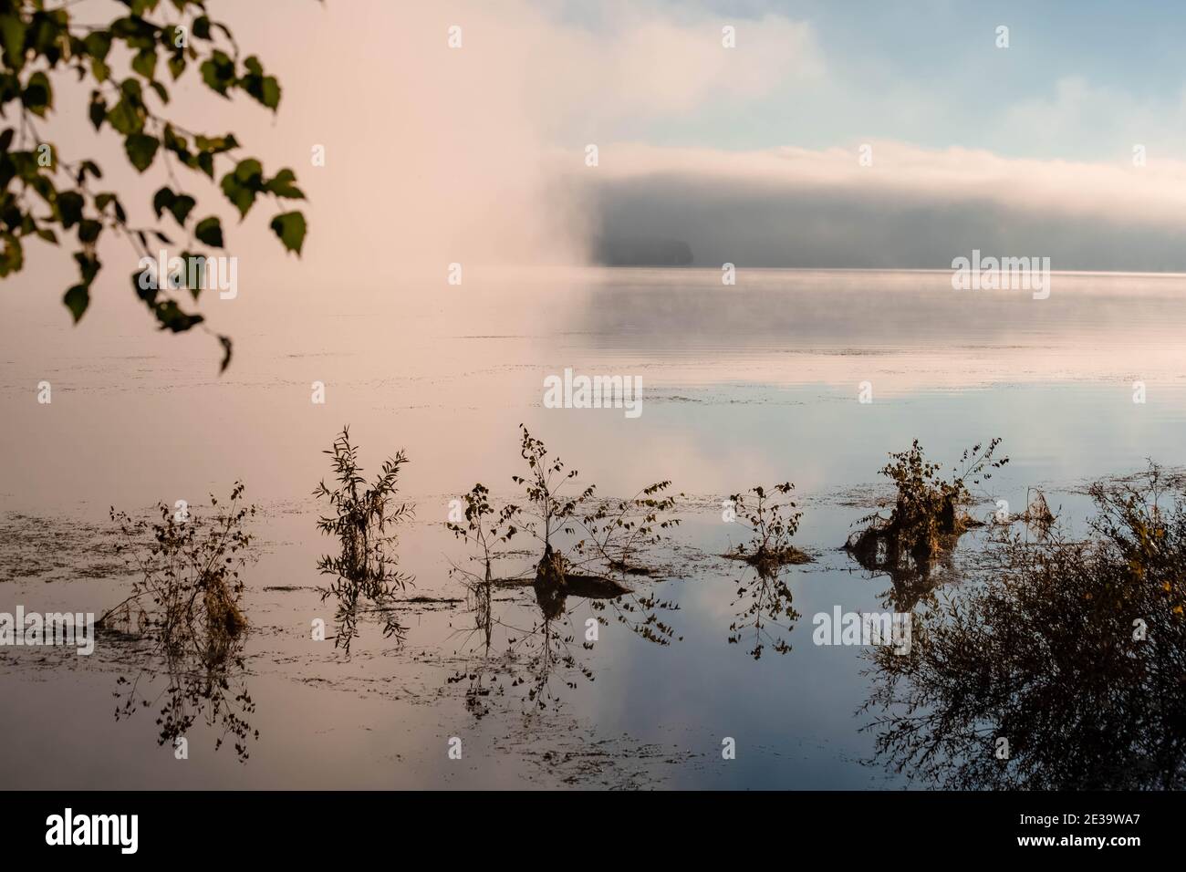 Aquatic plants on the water surface. Clean environment Stock Photo - Alamy