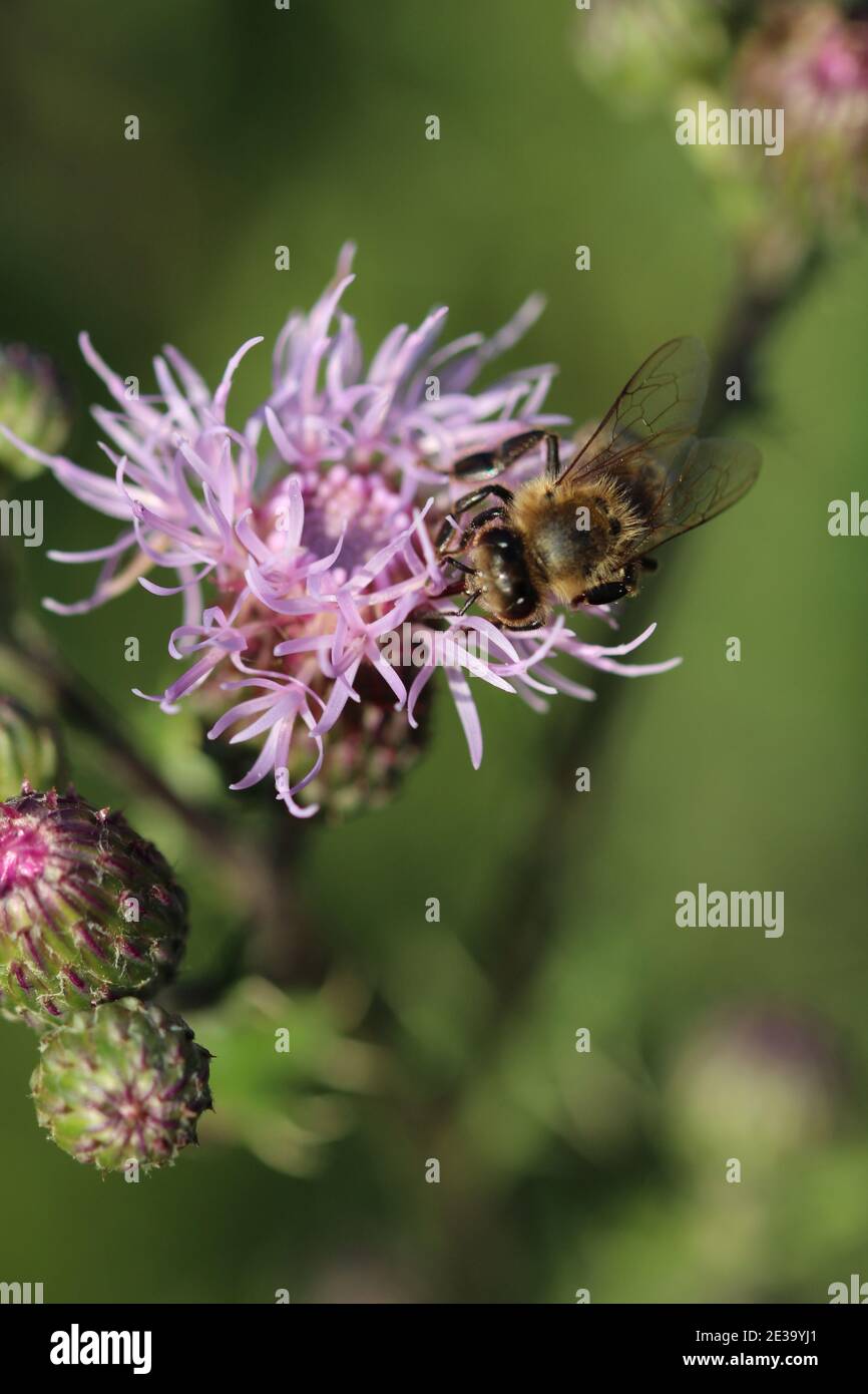 A vertical shot of a bee collecting nectar and pollen on a stubby ...