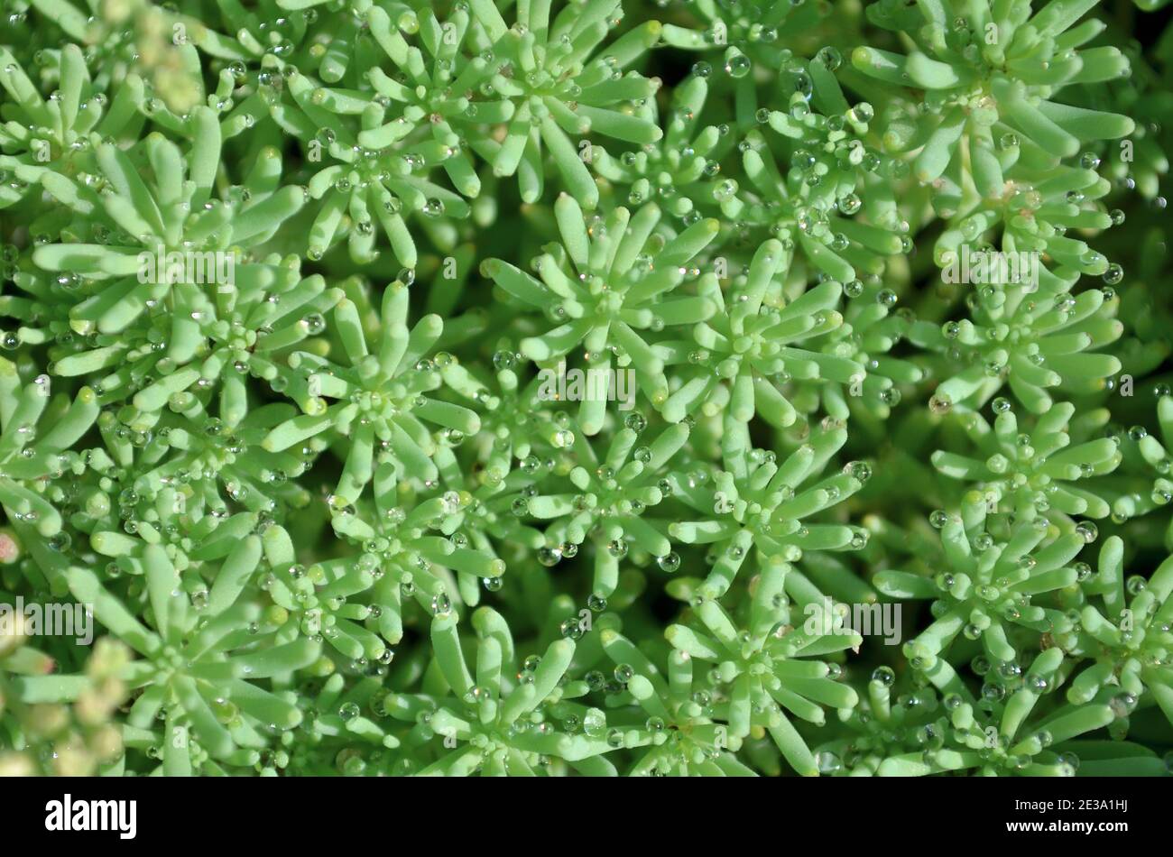Succulent plant sedum or stonecrop as a nature green background close ...