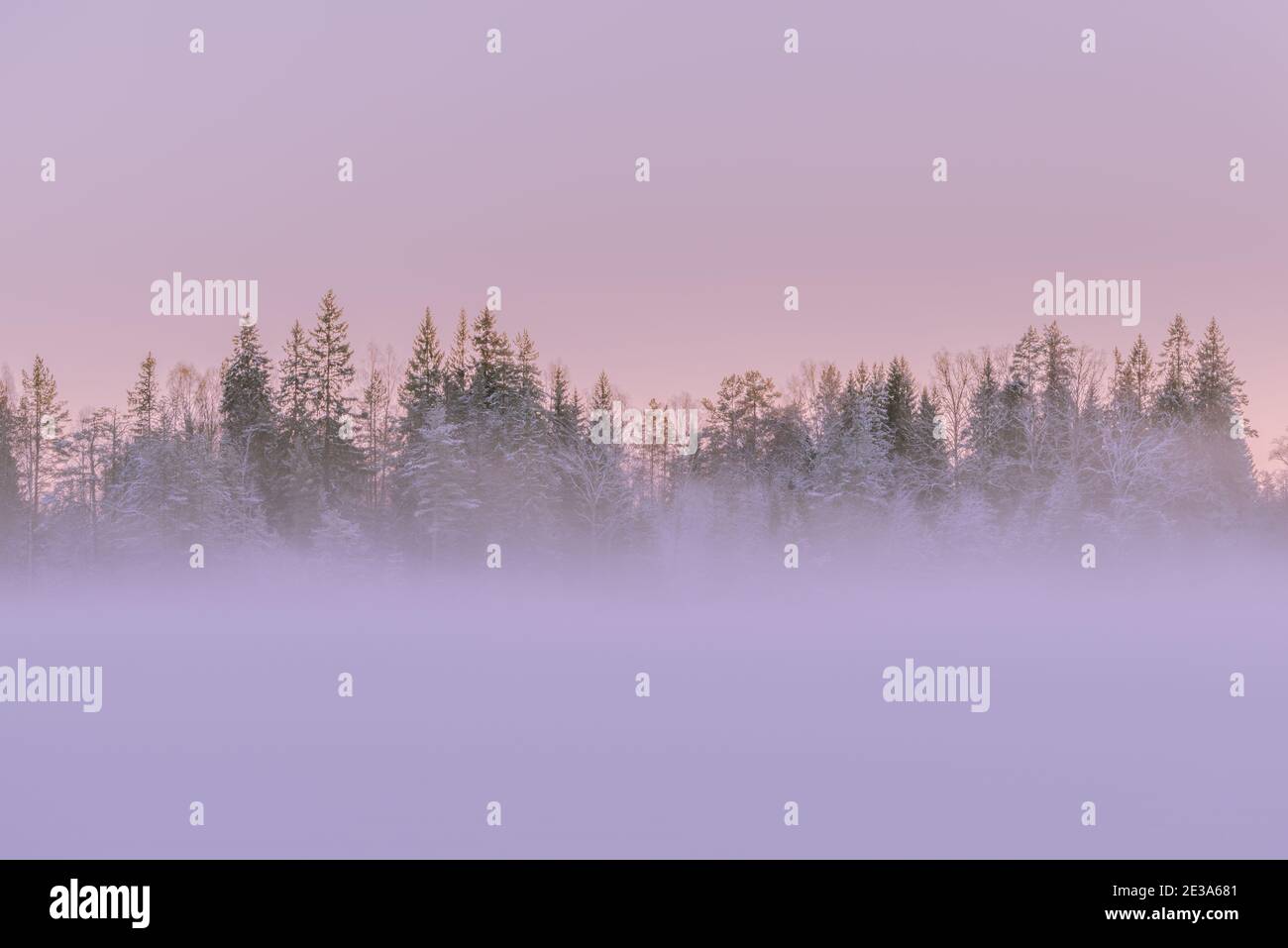 A majestic winter landscape with frost-covered trees shrouded in dense ...