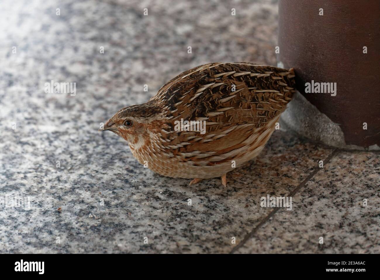 Paris, France. 23th May, 2016. Pheasant Hen attends at Gare de Lyon in ...