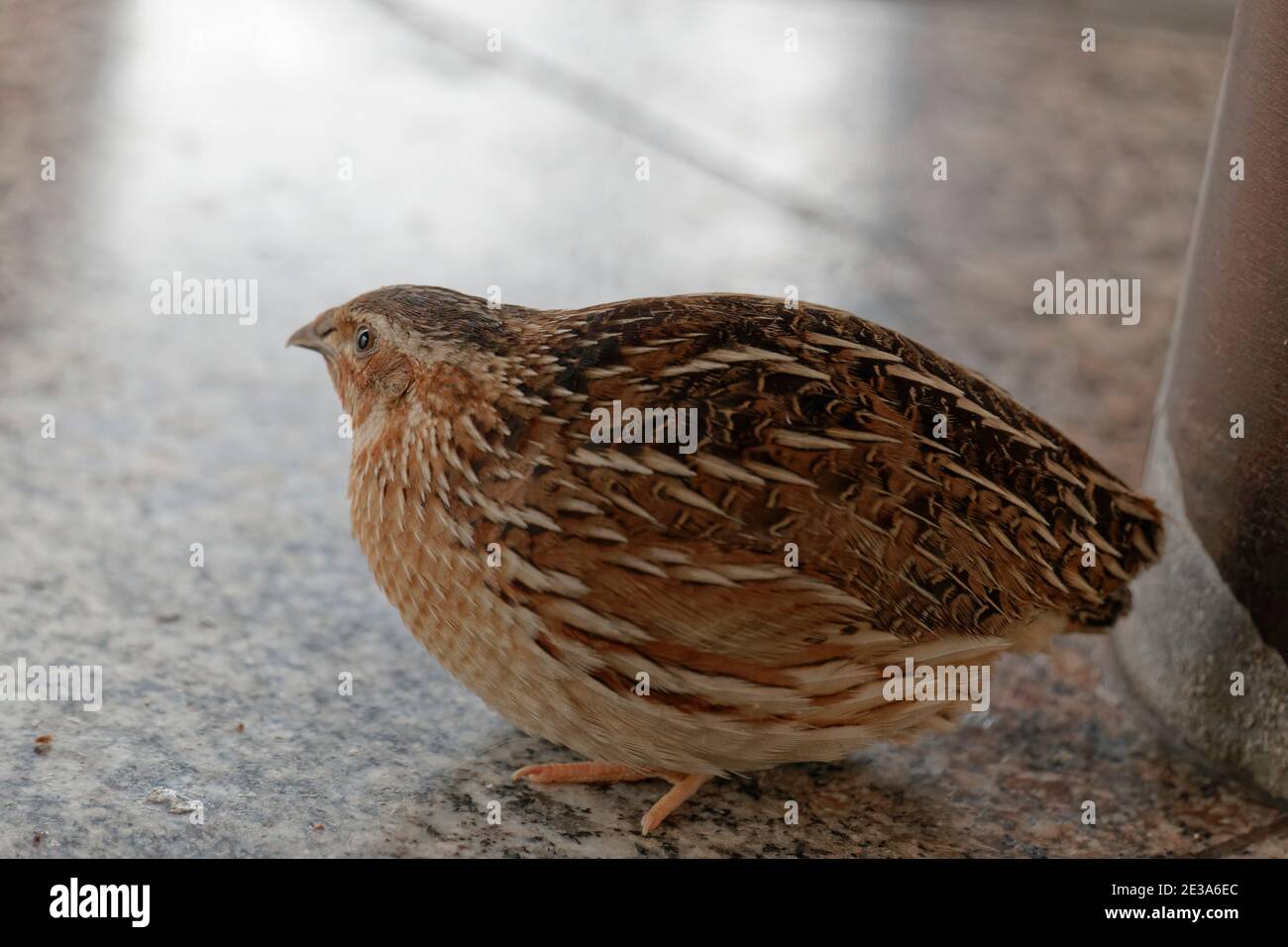 Paris, France. 23th May, 2016. Pheasant Hen attends at Gare de Lyon in ...