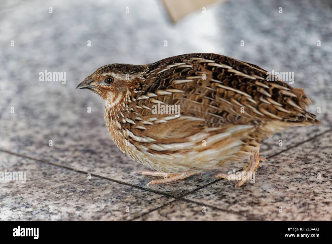 Paris, France. 23th May, 2016. Pheasant Hen attends at Gare de Lyon in ...