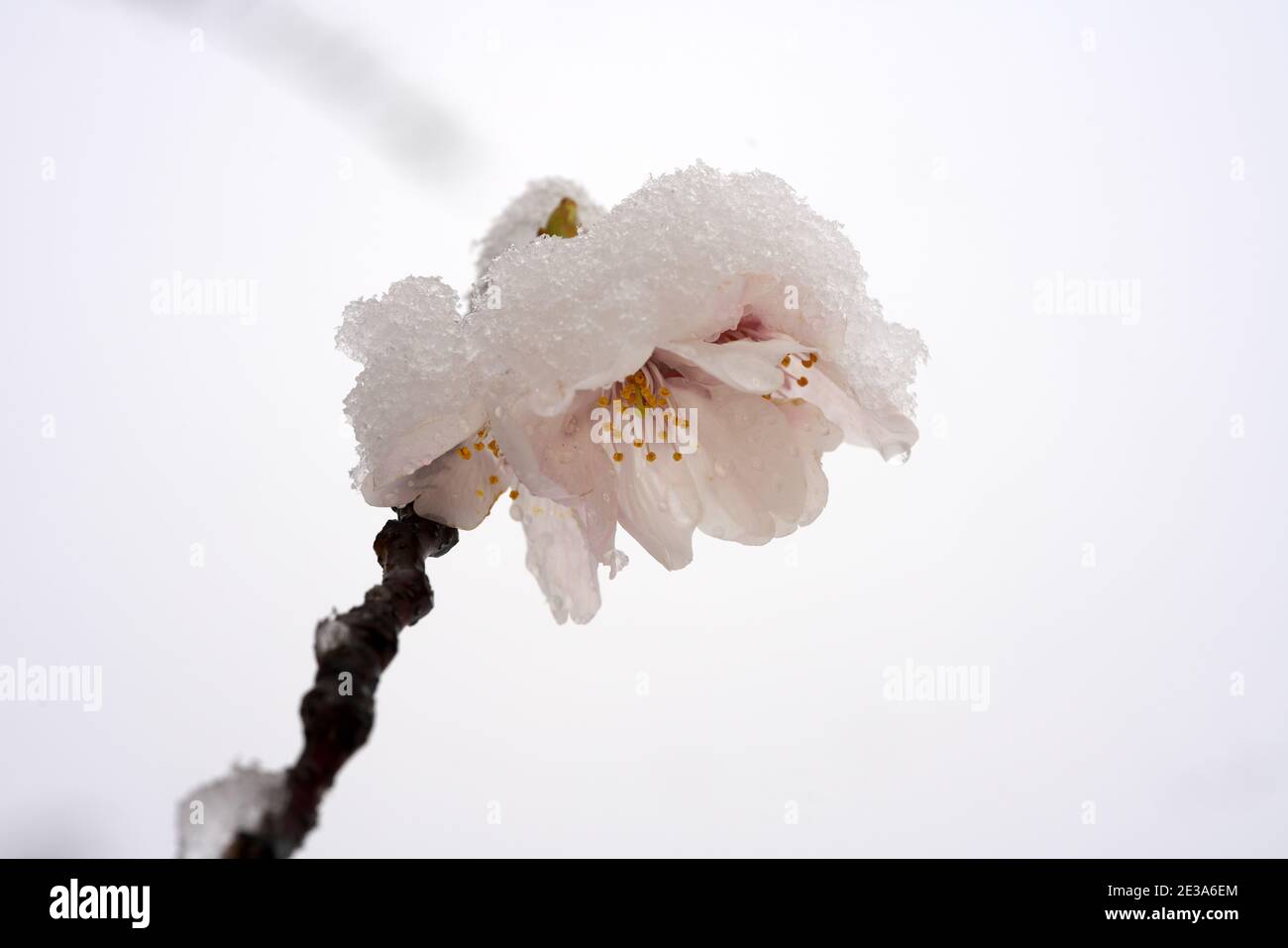 Sakura or Cherry blossoms in snow in Tokyo Stock Photo - Alamy