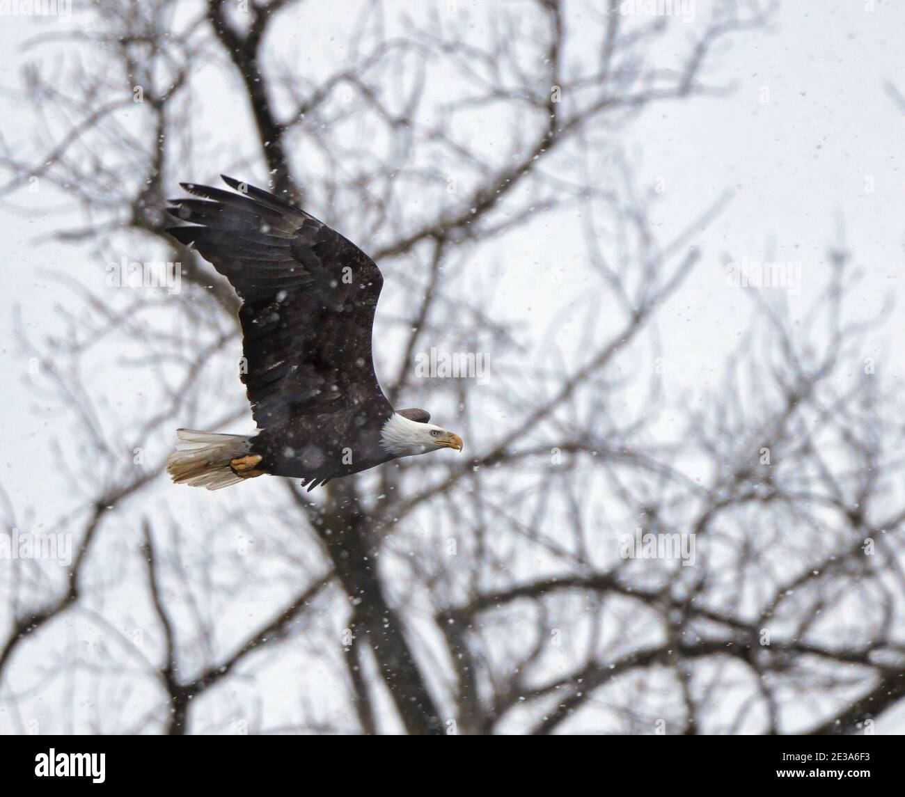 Bald eagle flying through hi-res stock photography and images - Alamy