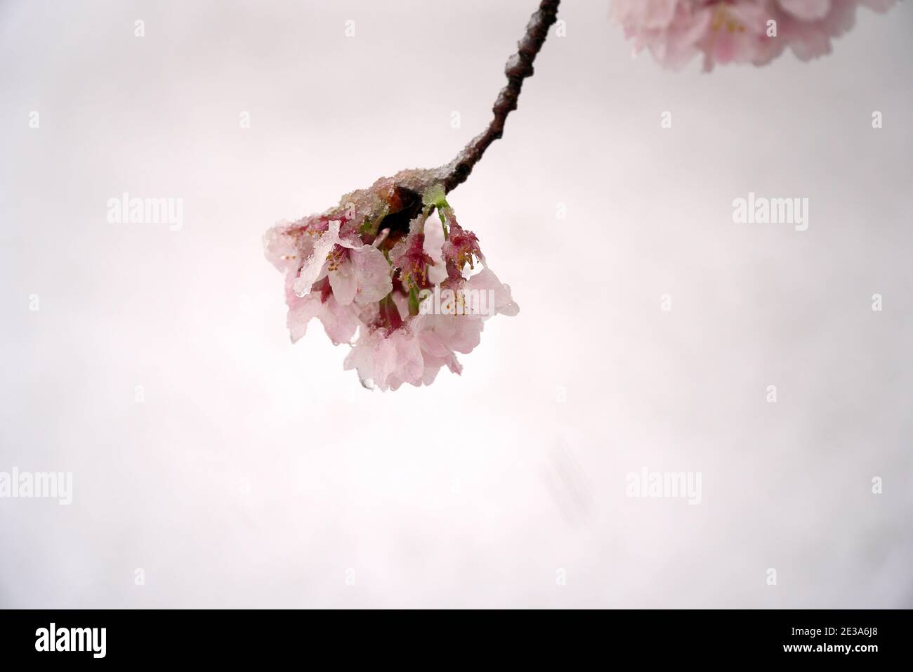 Sakura or Cherry blossoms in snow in Tokyo Stock Photo - Alamy