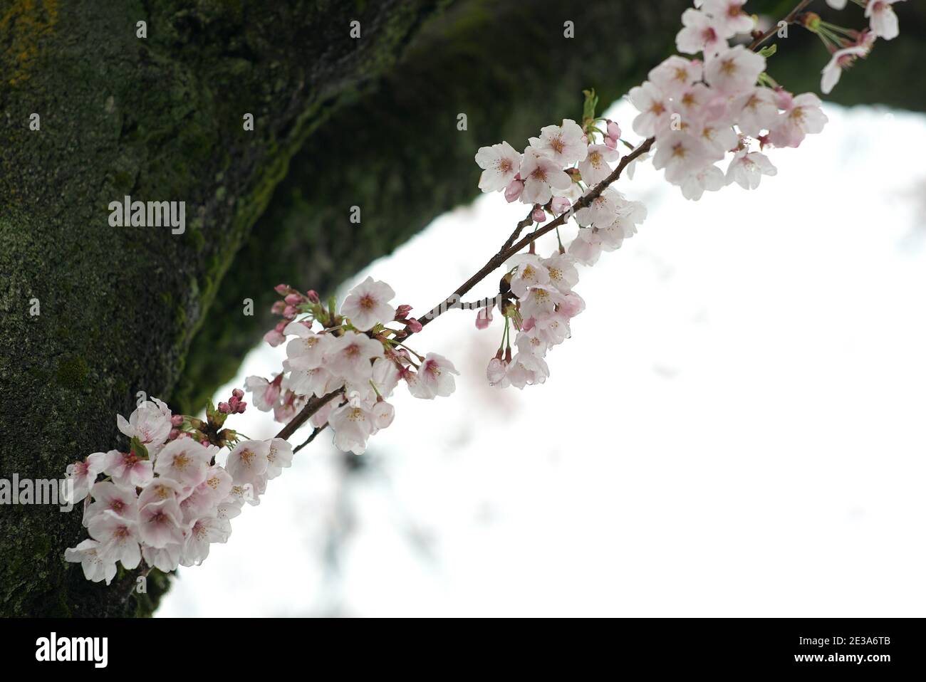 Sakura or Cherry blossoms in snow in Tokyo Stock Photo - Alamy