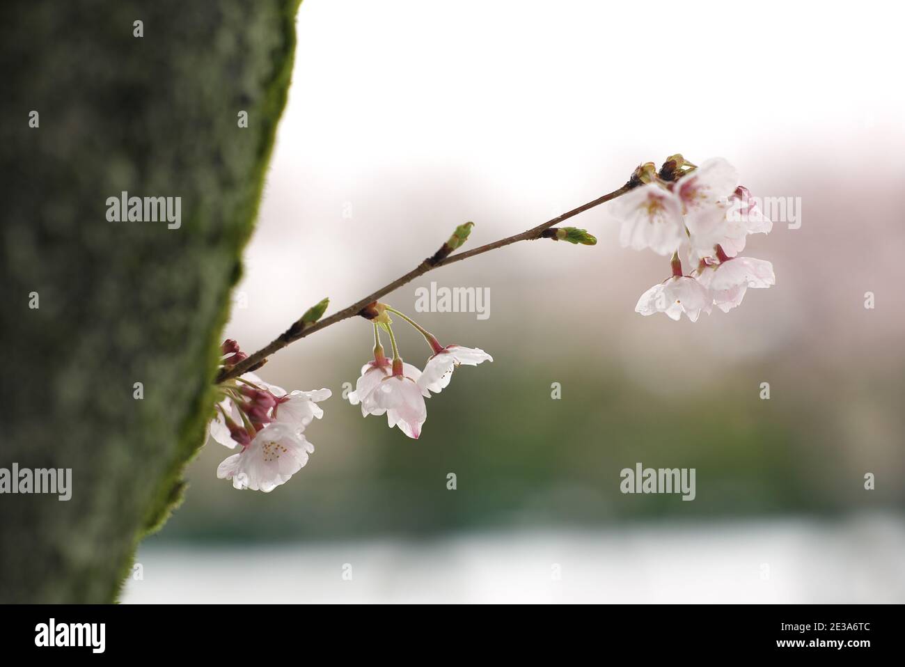 Sakura or Cherry blossoms in snow in Tokyo Stock Photo - Alamy
