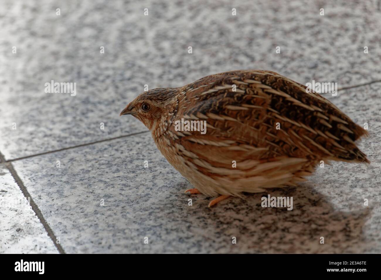 Paris, France. 23th May, 2016. Pheasant Hen attends at Gare de Lyon in ...
