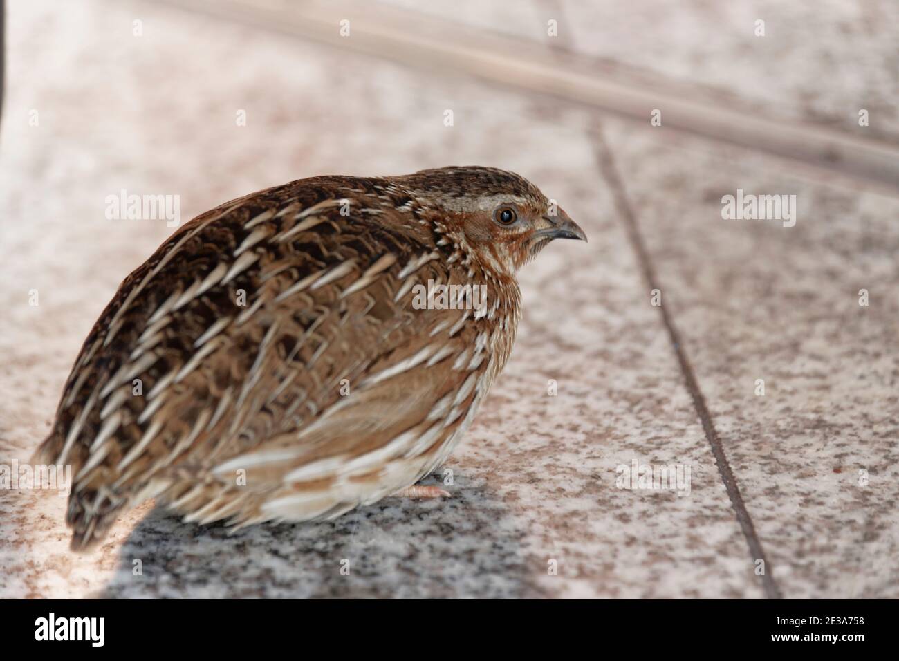 Young hen pheasant hi-res stock photography and images - Alamy