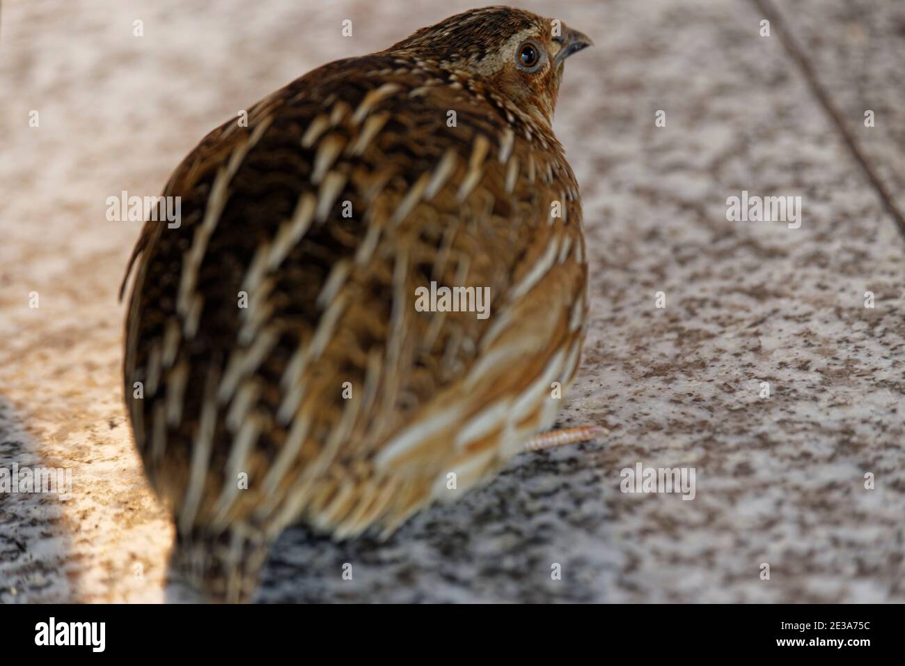 Paris, France. 23th May, 2016. Pheasant Hen attends at Gare de Lyon in ...