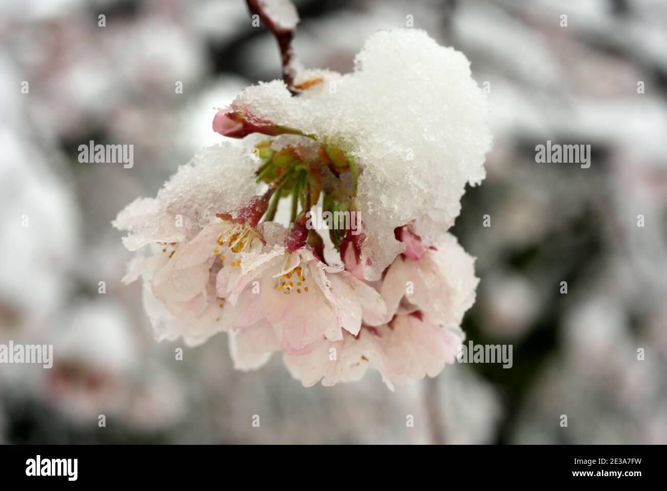 Sakura or Cherry blossoms in snow in Tokyo Stock Photo - Alamy