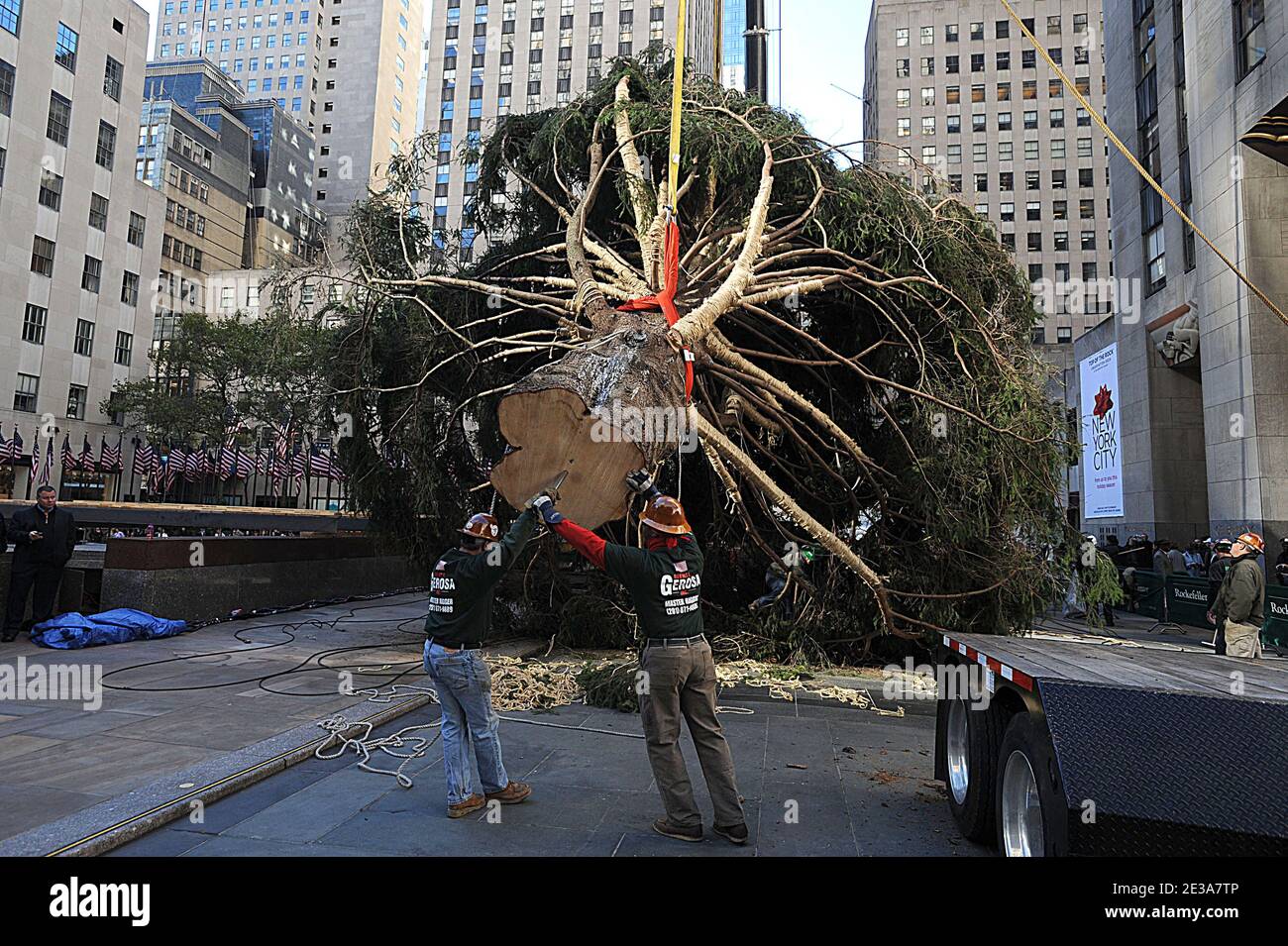 The Rockefeller Center Christmas tree being hoisted up on November 12 ...