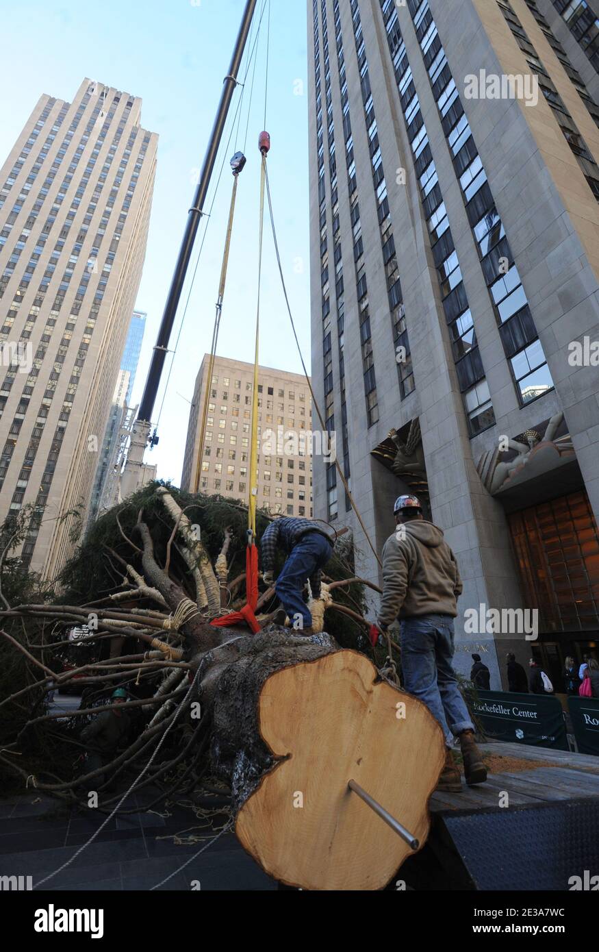 The Rockefeller Center Christmas tree being hoisted up on November 12 ...