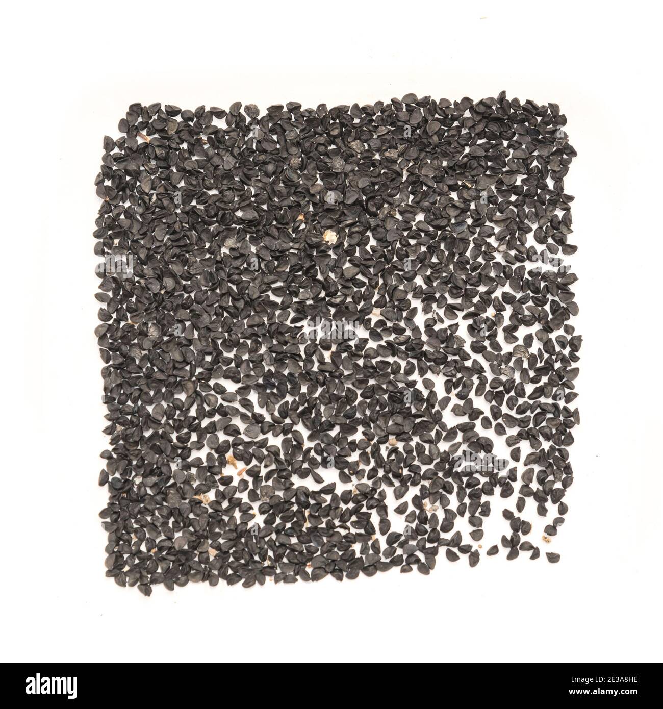 Organic onion seeds ready for planting green bunching onion isolated on ...