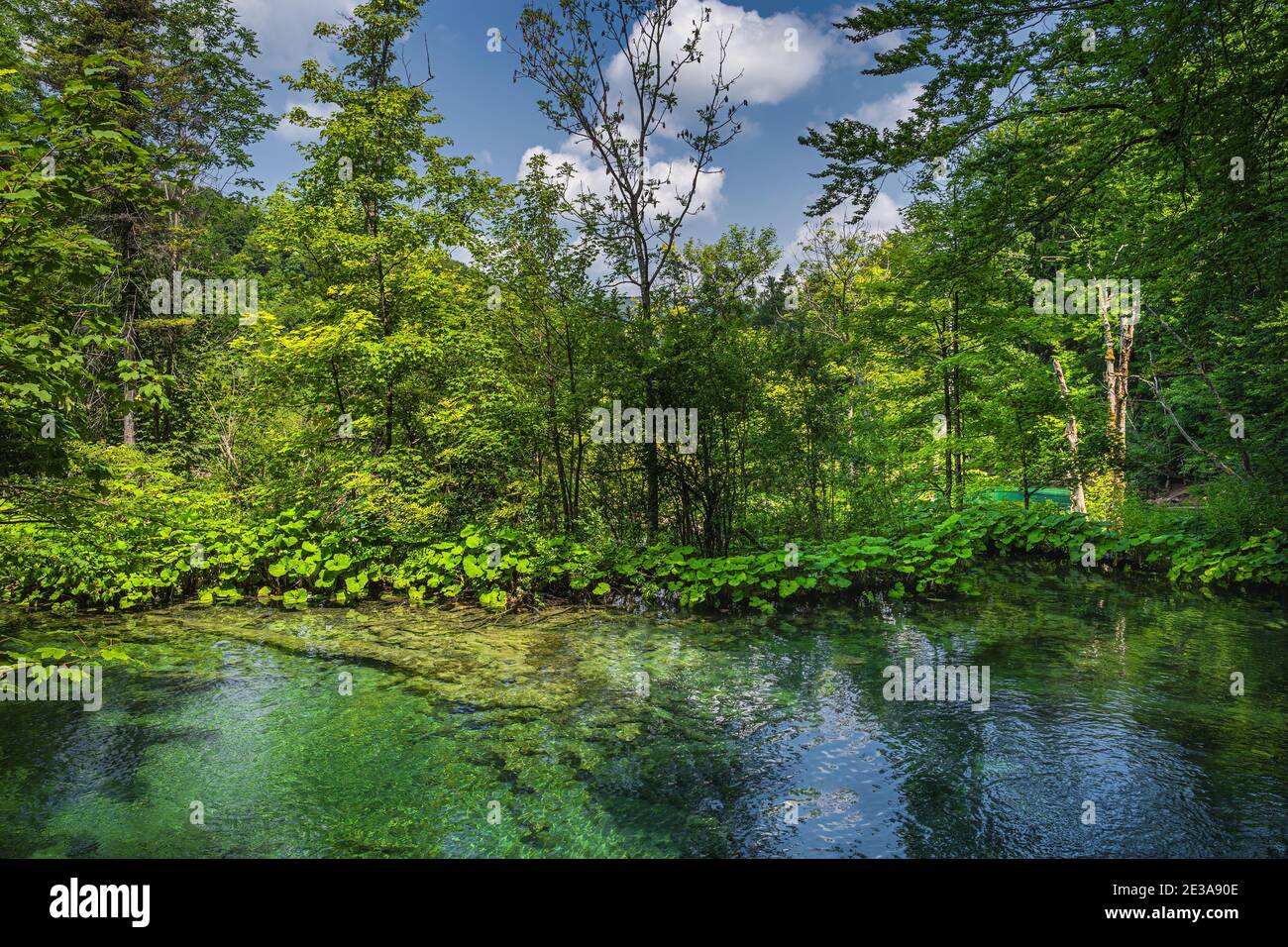 Clean, turquoise pond or lake surrounded by lush green plants and ...
