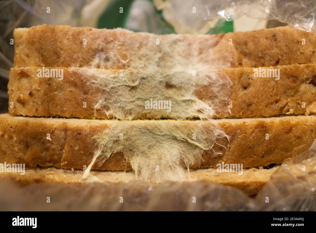 Bread mold fungus plastic hi-res stock photography and images - Alamy
