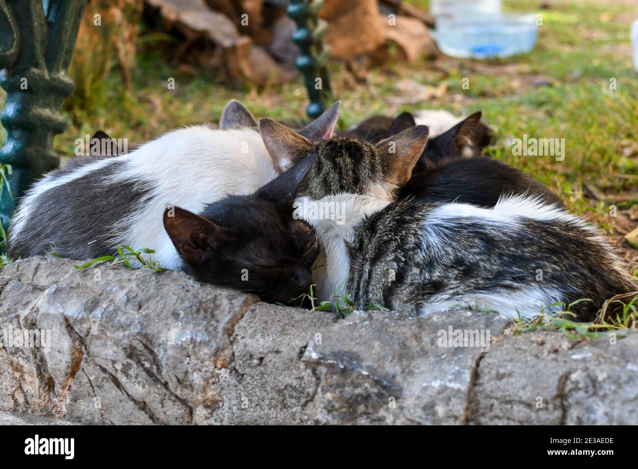 A group of sick kittens huddle together for warmth under a bench in a ...