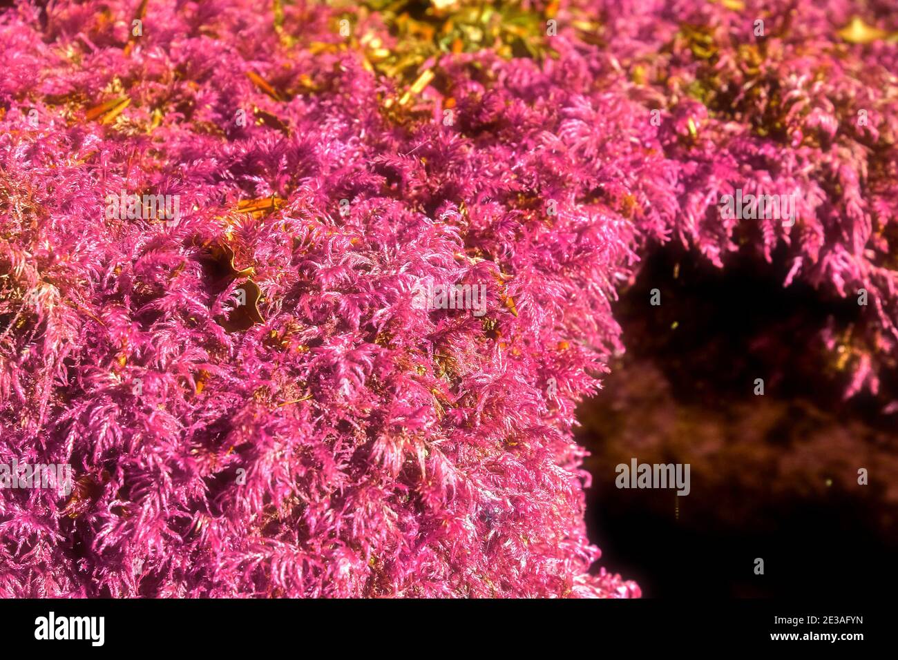 Detailed close up view at pink an d purple moss textures on a forest ...