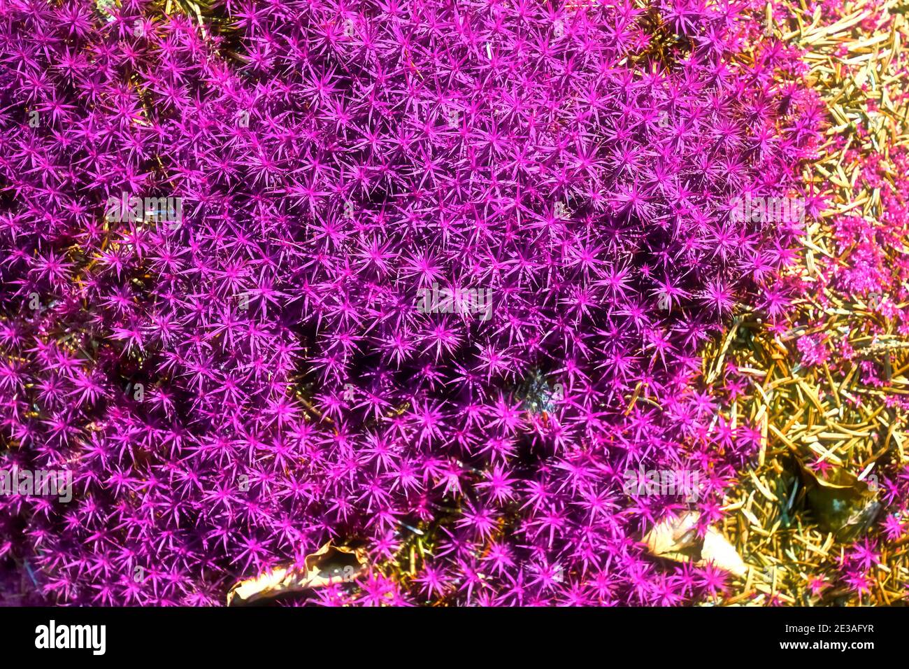 Detailed close up view at pink an d purple moss textures on a forest ...