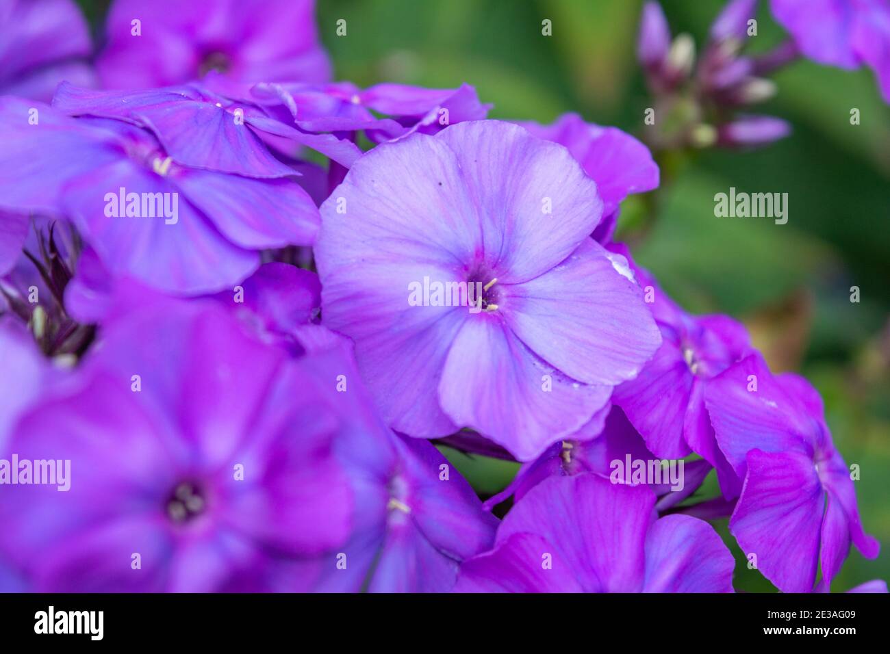 Purple flame flowers of phlox. Close up of flowering garden phlox ...