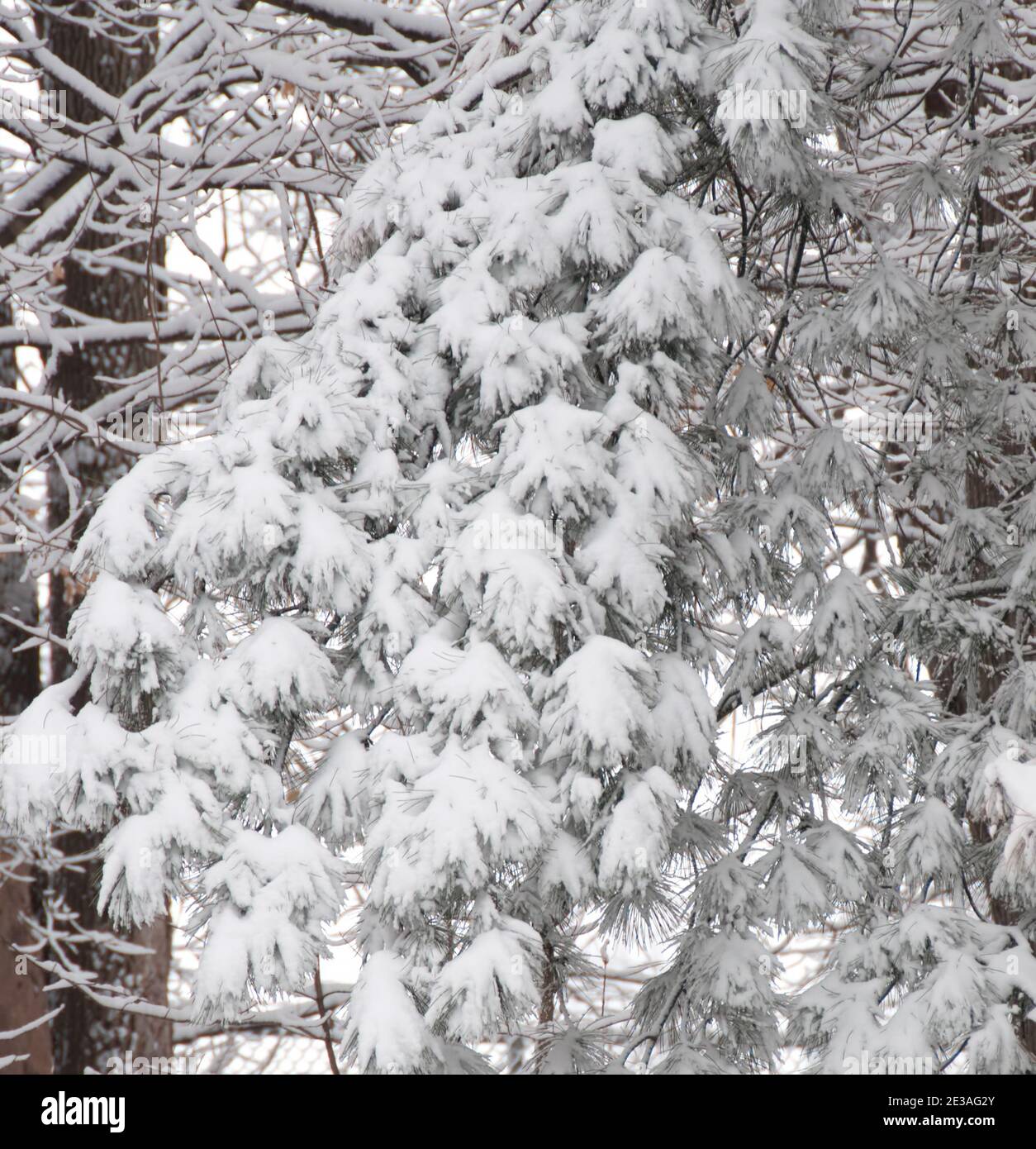 Photograph of heavy, wet snow on the boughs of a pine tree Stock Photo ...