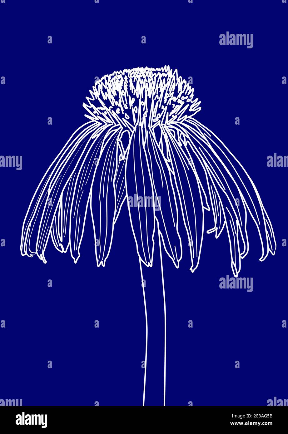 White line drawing of a single coneflower on a royal blue background ...