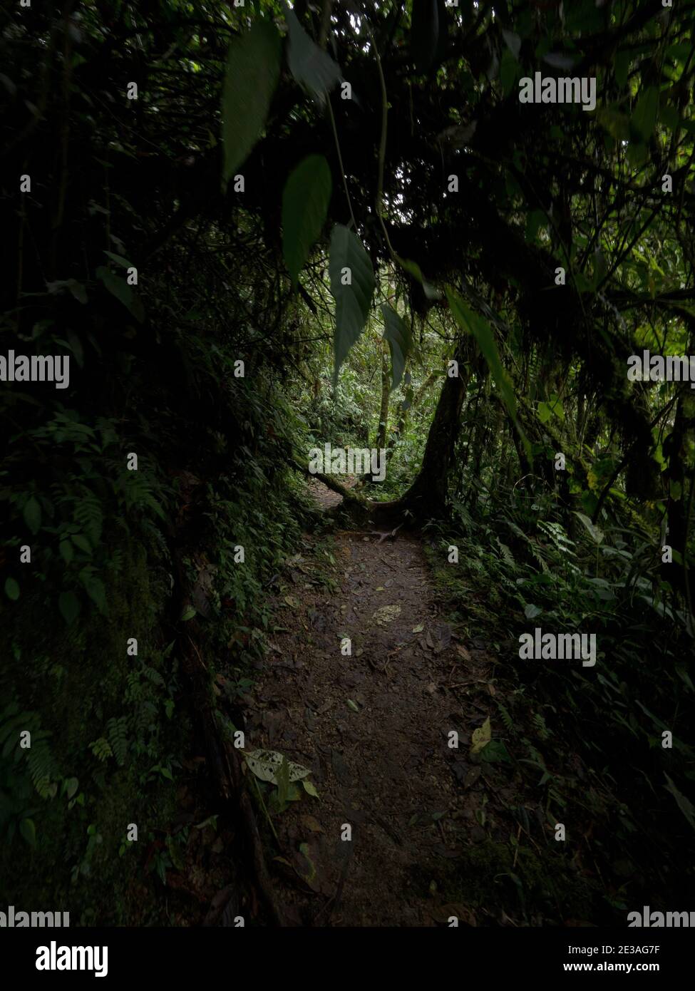 Panorama view of green nature hiking trail path in tropical rain cloud ...